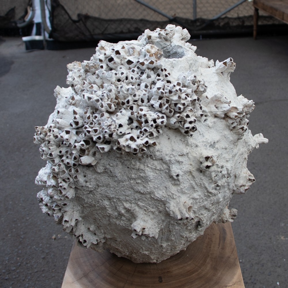 Barnacle Vase - Accessories, Trays & Design Objet, Vases & Baskets ...